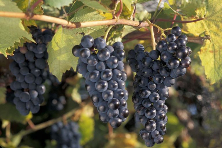 Druesorter - Foreningen Dansk Vin